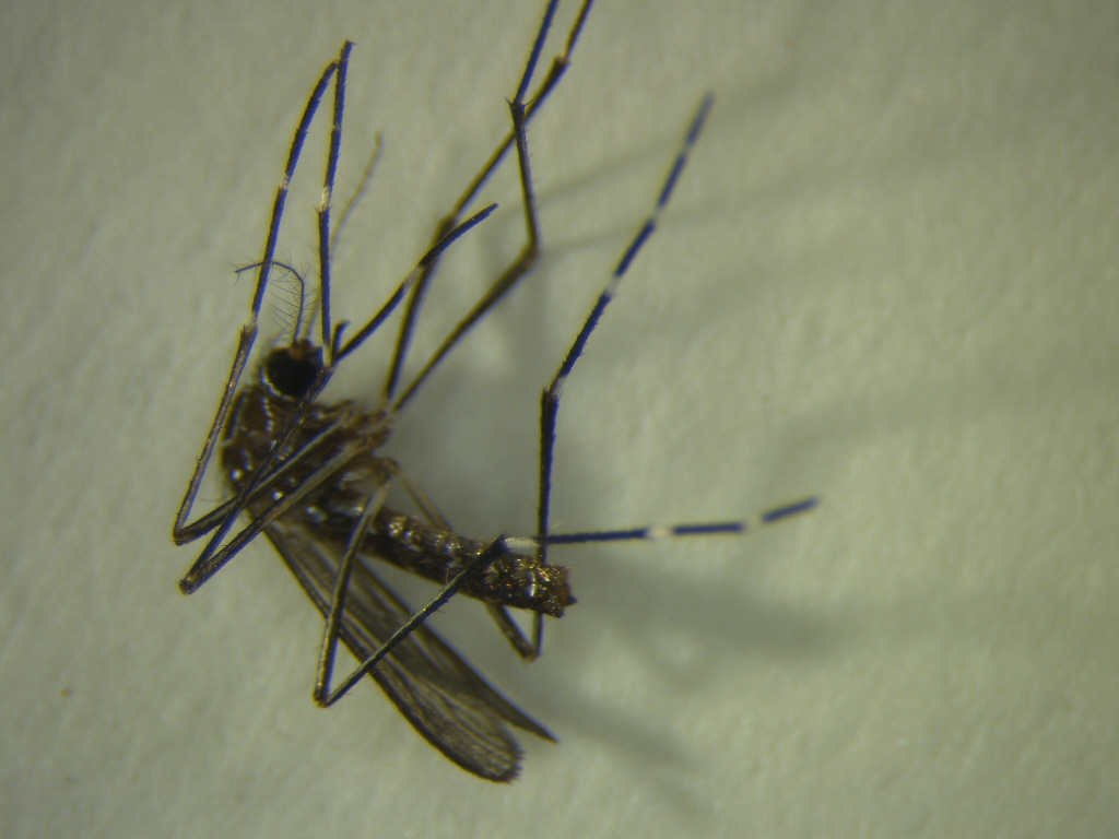 Striped Mosquito in January 2022 by mozzieman. 53828, backyard/urban ...