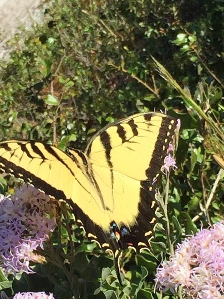Eastern Tiger Swallowtail from Via Tuscany, Winter Park, FL, US on ...