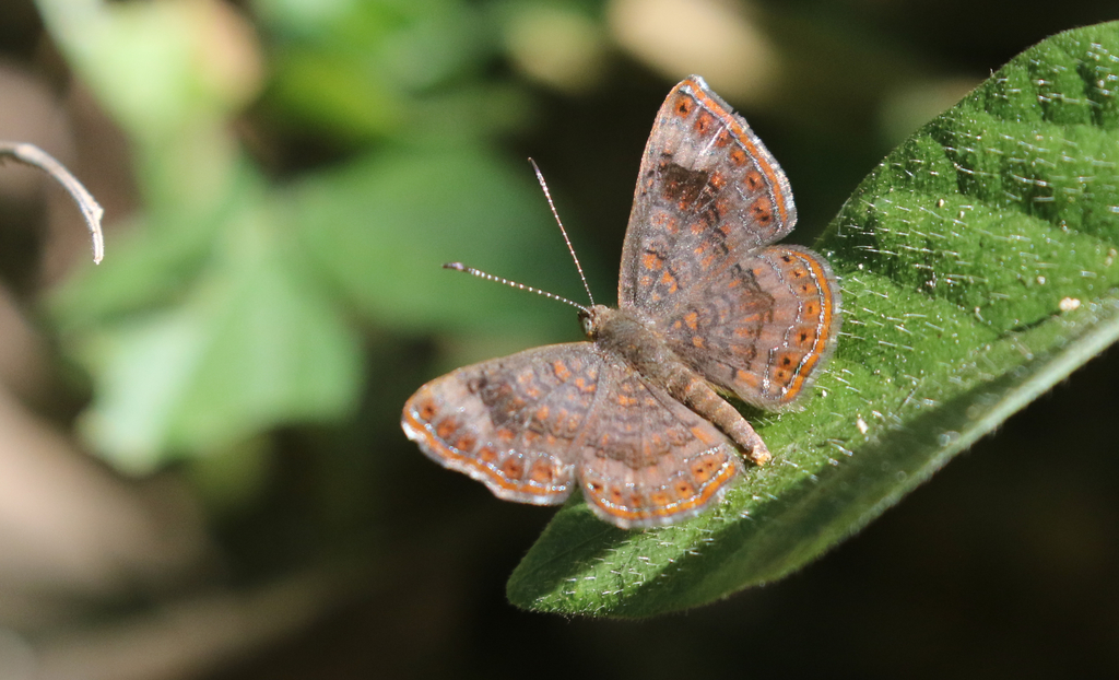 Rounded Metalmark from Santa María Huatulco, Oax., Mexico on March 13 ...