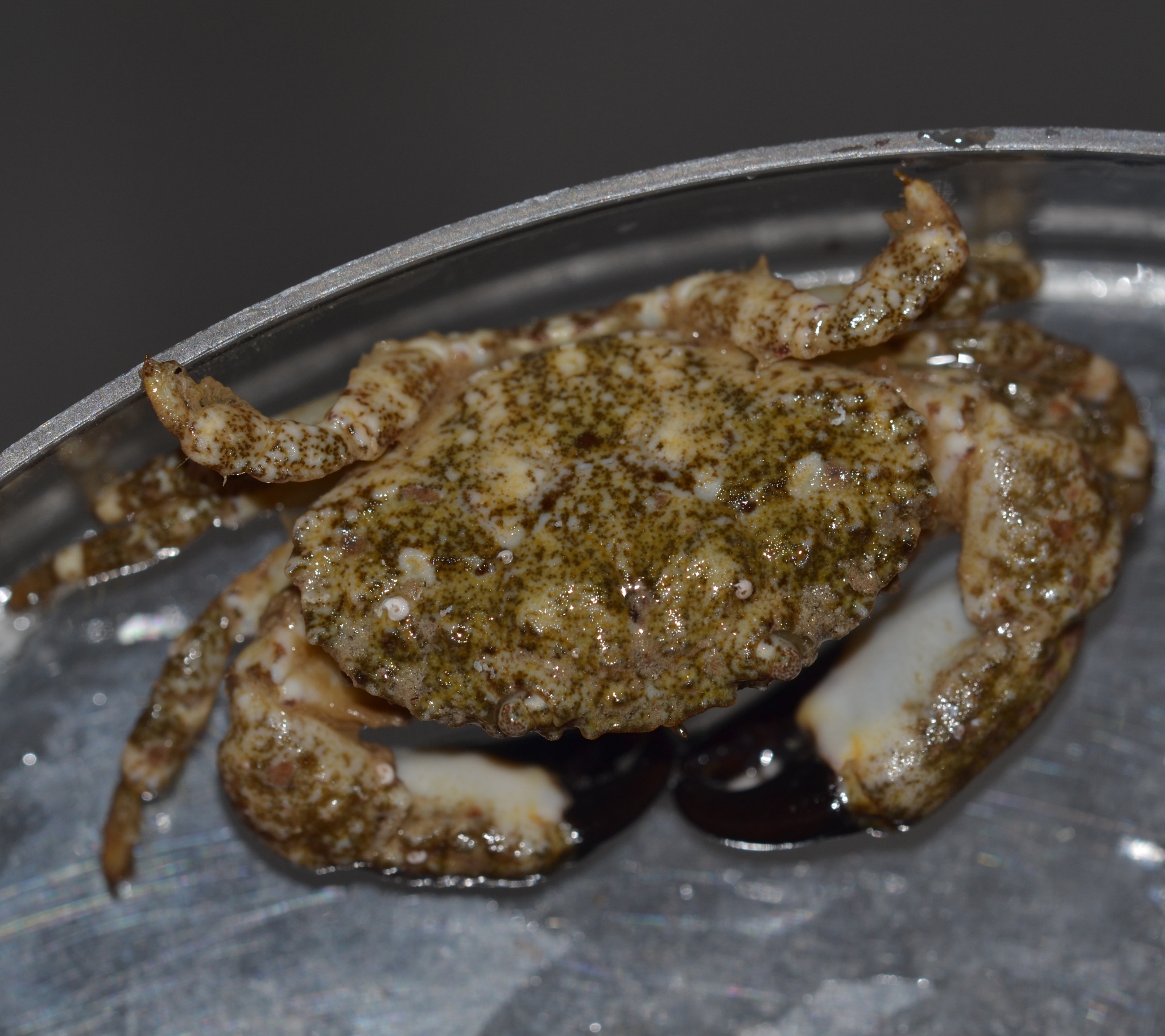 Leptodius sanguineus (H.Milne Edwards, 1834)