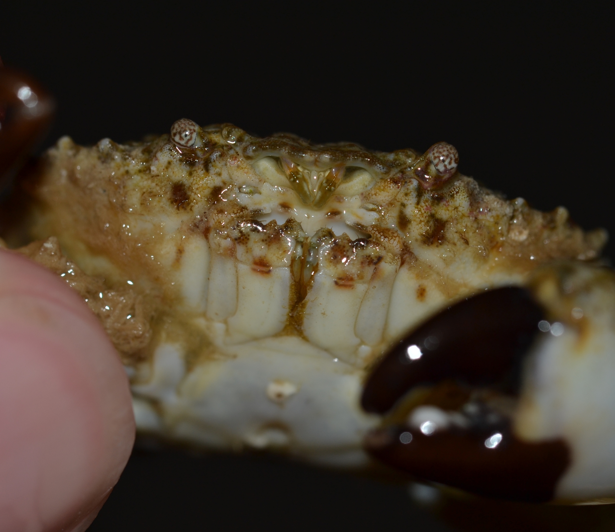 Leptodius sanguineus (H.Milne Edwards, 1834)