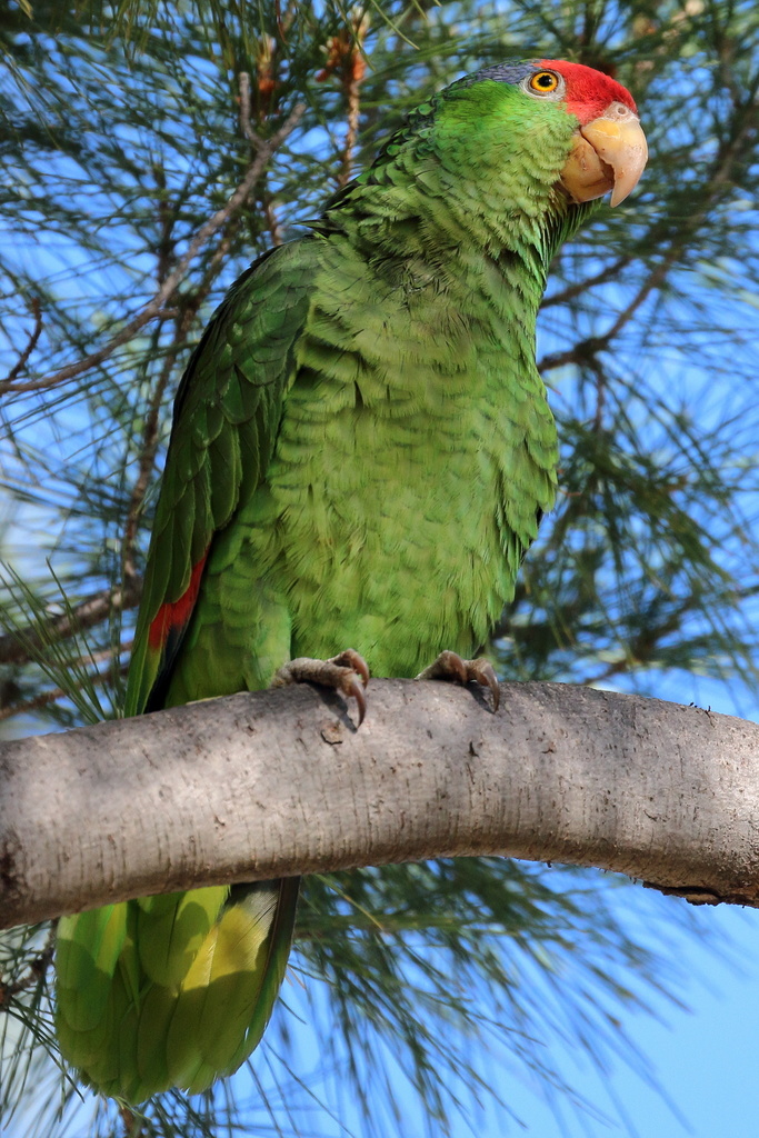 Red-crowned Parrot in April 2022 by nutsaboutkitties. Brookside Park ...