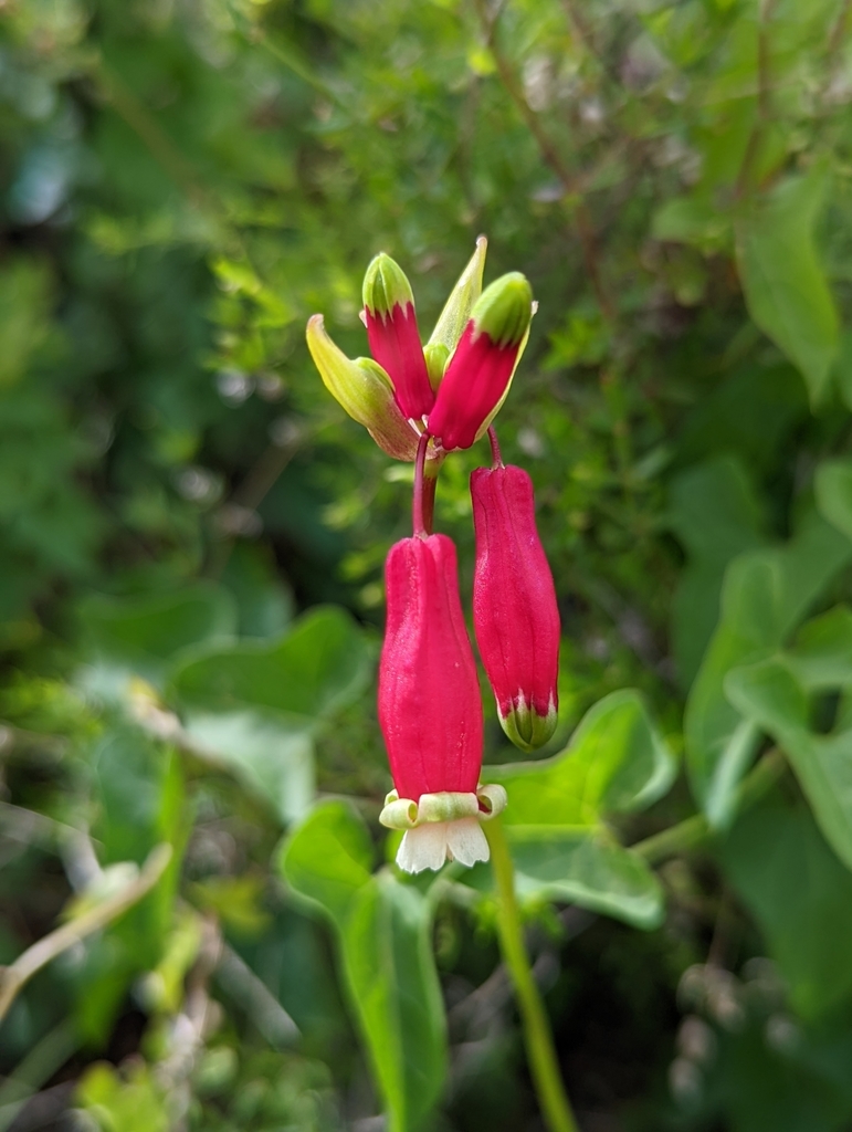 firecracker flower from Whiskeytown, CA 96095, USA on April 04, 2022 at ...