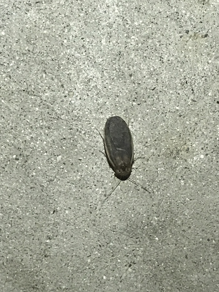 Boll’s Sandroach from Goetz Rd, Menifee, CA, US on April 06, 2022 at 09 ...