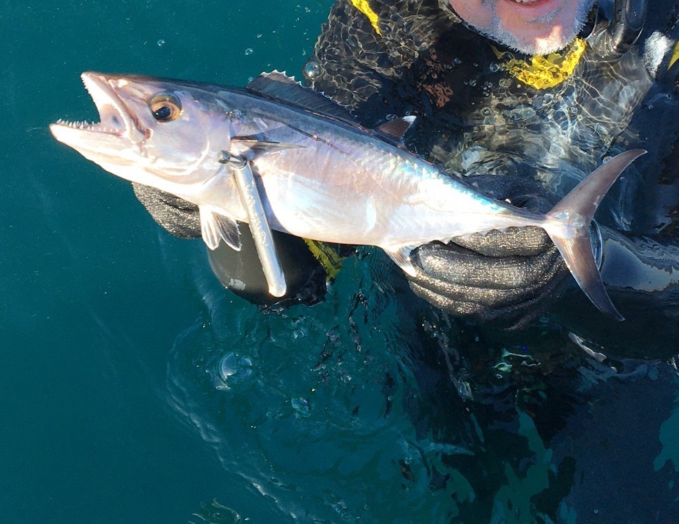 Dogtooth Tuna from Kempsey, AU-NS, AU on February 20, 2022 at 09:55 AM ...