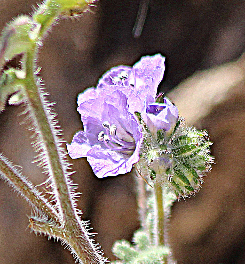 distant phacelia from Marana, AZ, US on April 01, 2022 at 08:55 AM by ...