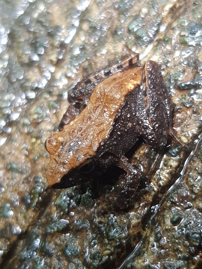 Platymantis from Mount Makiling, PH-LG-LS, PH-LG, PH on April 07, 2022 ...