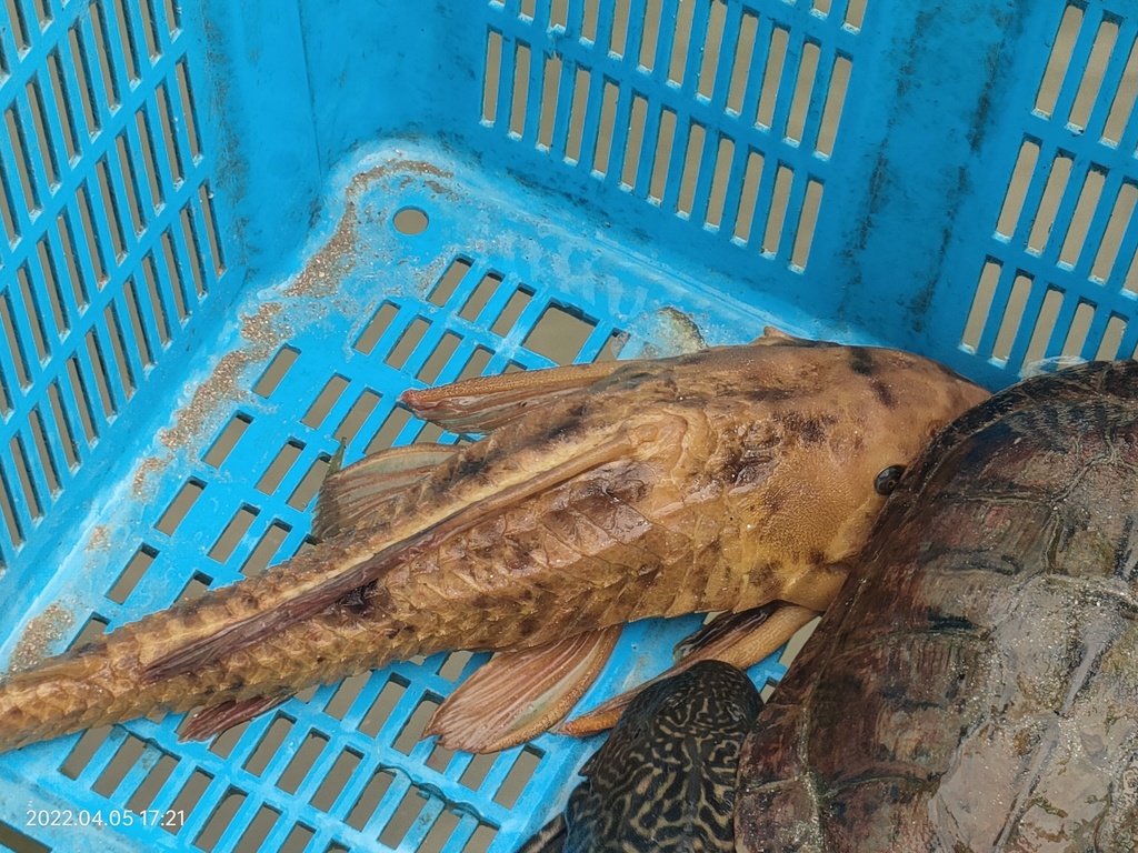 Sailfin Catfishes from Seremban, Negeri Sembilan, Malaysia on April 05 ...
