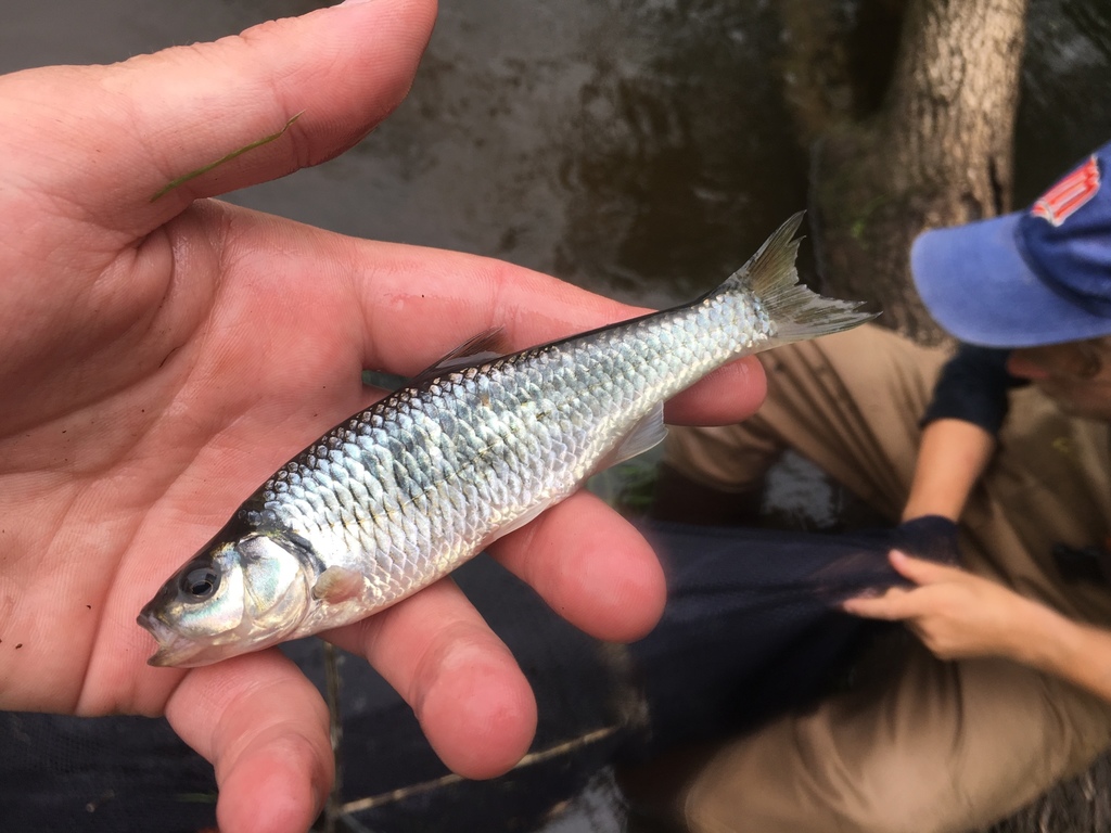 Striped Shiner (Luxilus chrysocephalus) - Marine Life Identification