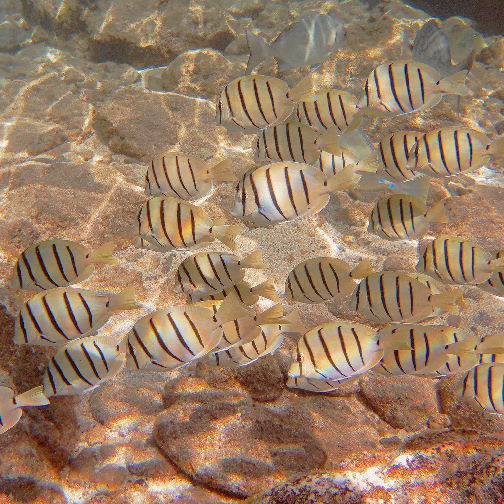 Hawaiian Convict Surgeonfish (Acanthurus triostegus sandvicensis ...