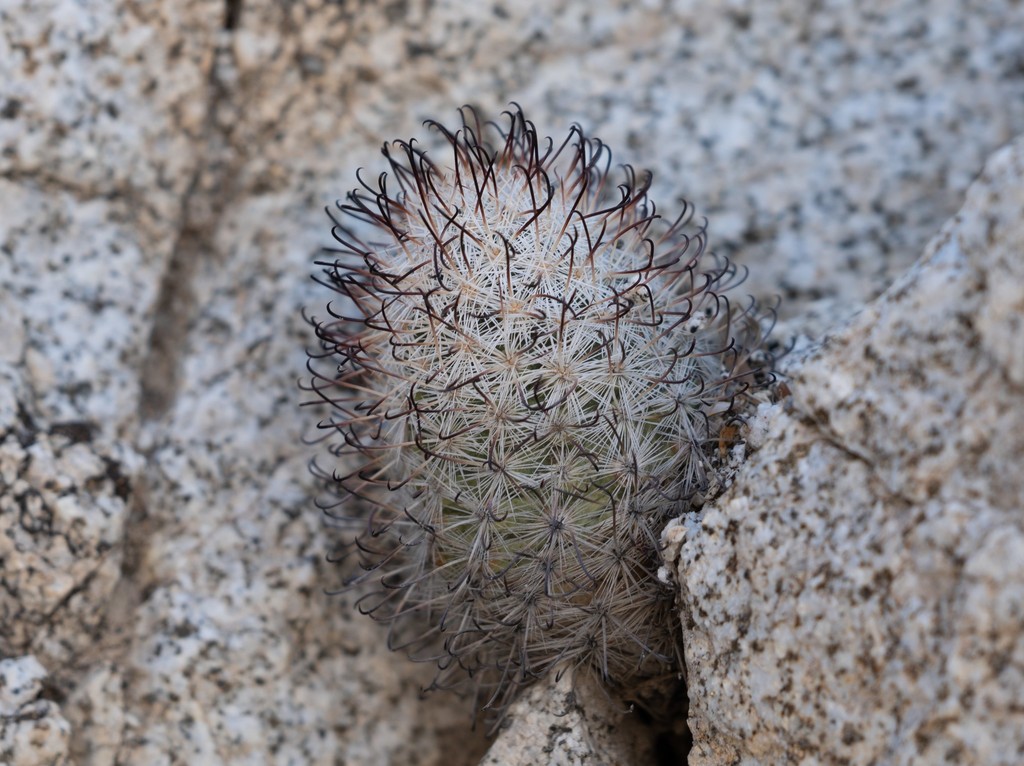 Common Fishhook Cactus in February 2022 by Eric Koberle. Numerous ...
