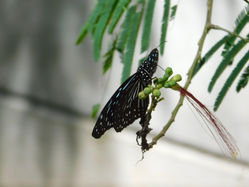Dark Blue Tiger Butterfly from Sumedang Regency, West Java, Indonesia ...