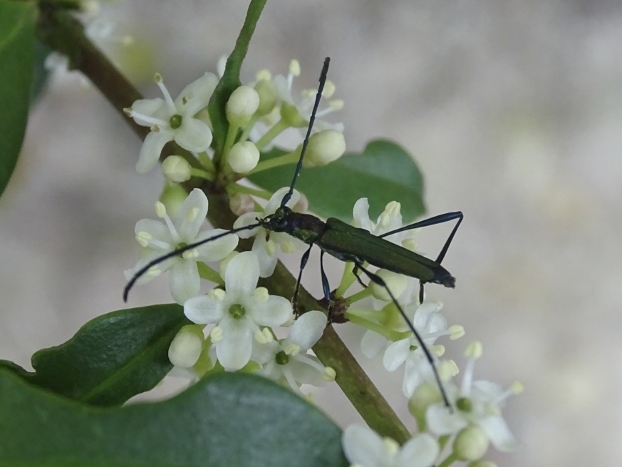 Callichromatini from Tai Tam Country Park, Repulse Bay, HK on April 7 ...