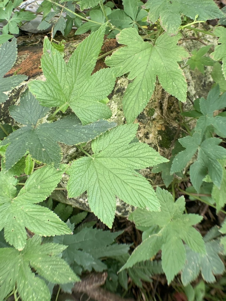 Japanese Hops from 大同路三段, 汐止區, TW on April 7, 2022 at 11:59 AM by ...