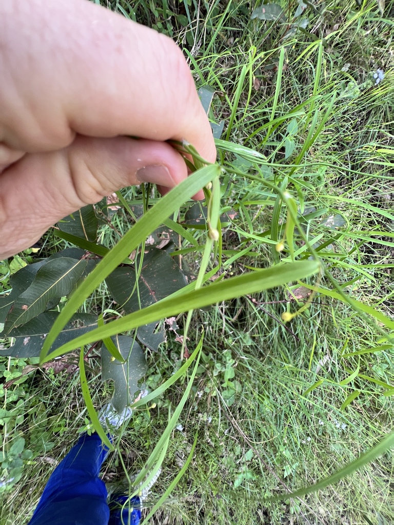 Wombat Berry in April 2022 by jhall_ecp · iNaturalist