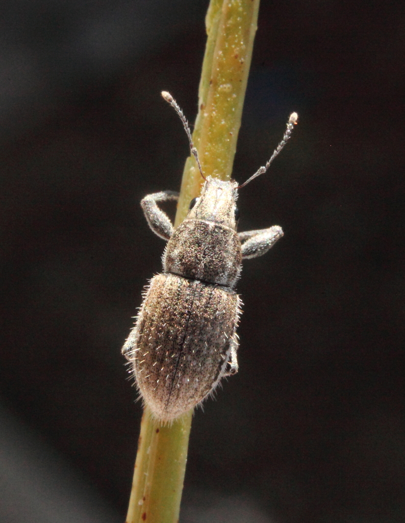 White-fringed weevil from Nannup WA 6275, Australia on April 7, 2022 at ...