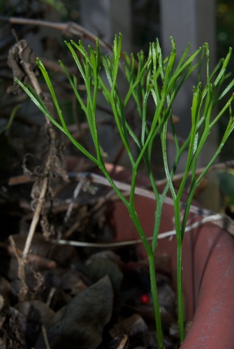Phylum Psilophyta · iNaturalist