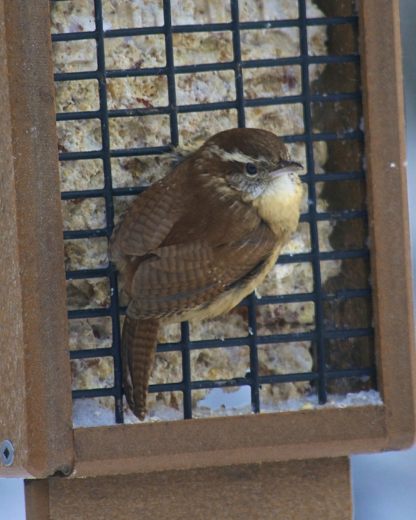 Carolina Wren (Common Birds of Pittsburgh Parks) · iNaturalist