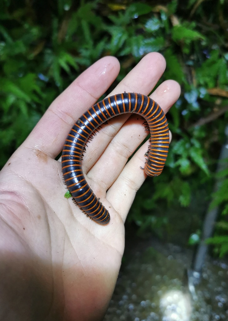 Spirobolus grahami from 中国重庆市城口县 on October 31, 2020 at 04:23 PM by 通通 ...