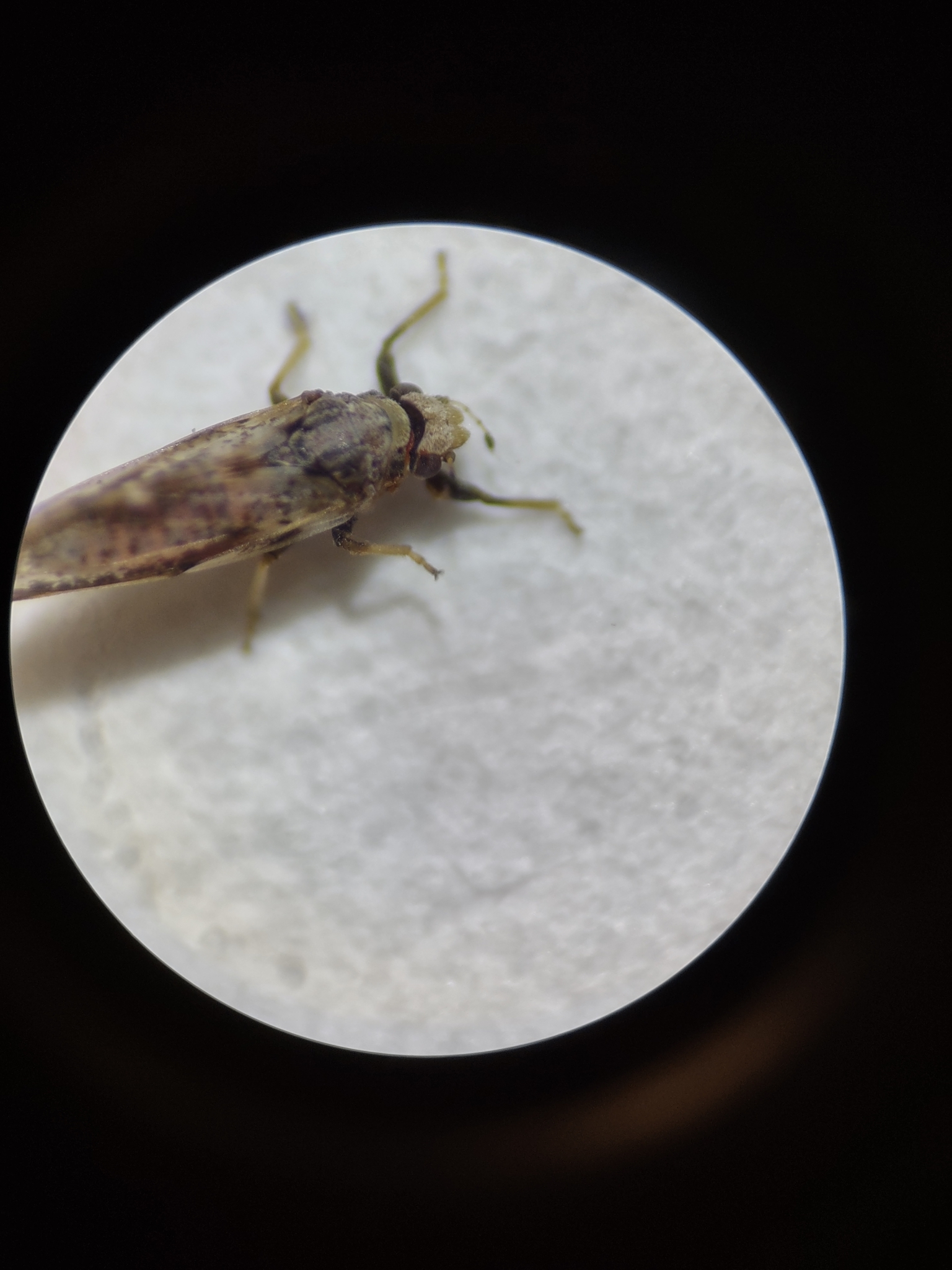 Diaphorina citri Kuwayama, 1908