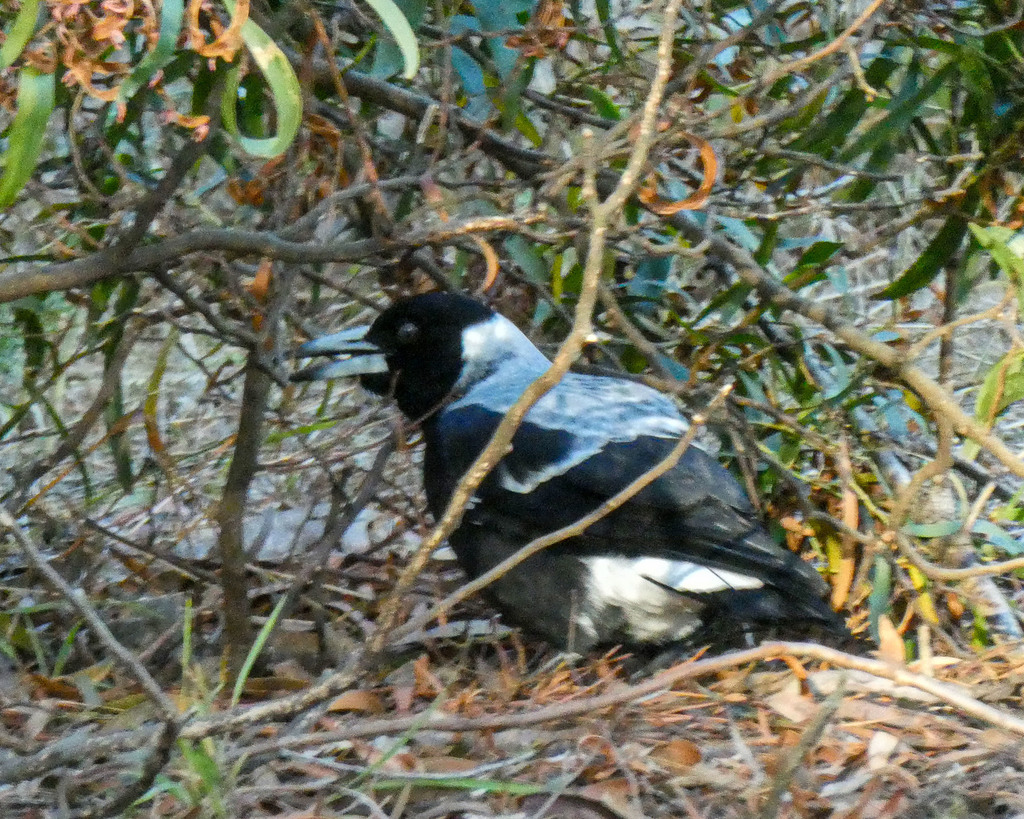 Australian Magpie from Blackburn Lake Sanctuary VIC 3130, Australia on ...