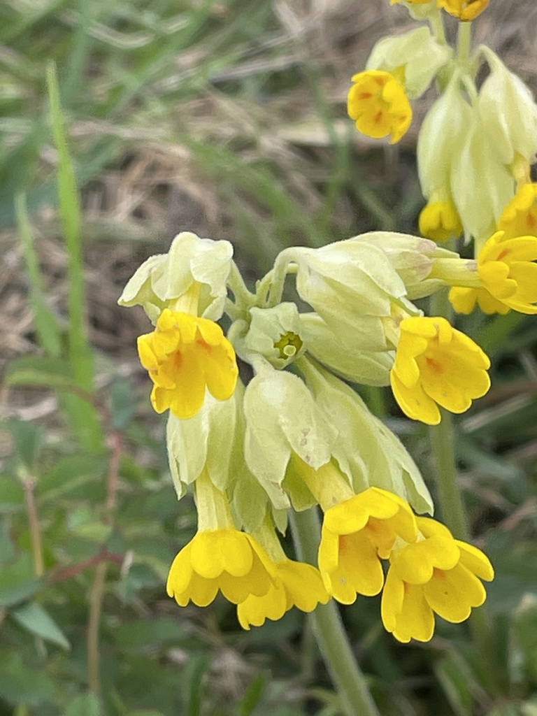 Cowslip from Cotswolds AONB, Corsham, England, GB on April 07, 2022 at ...