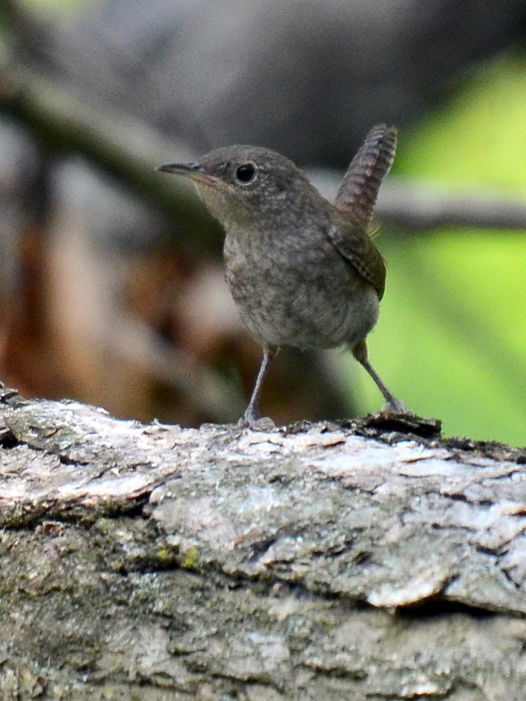 House Wren (Common Birds of Pittsburgh Parks) · iNaturalist