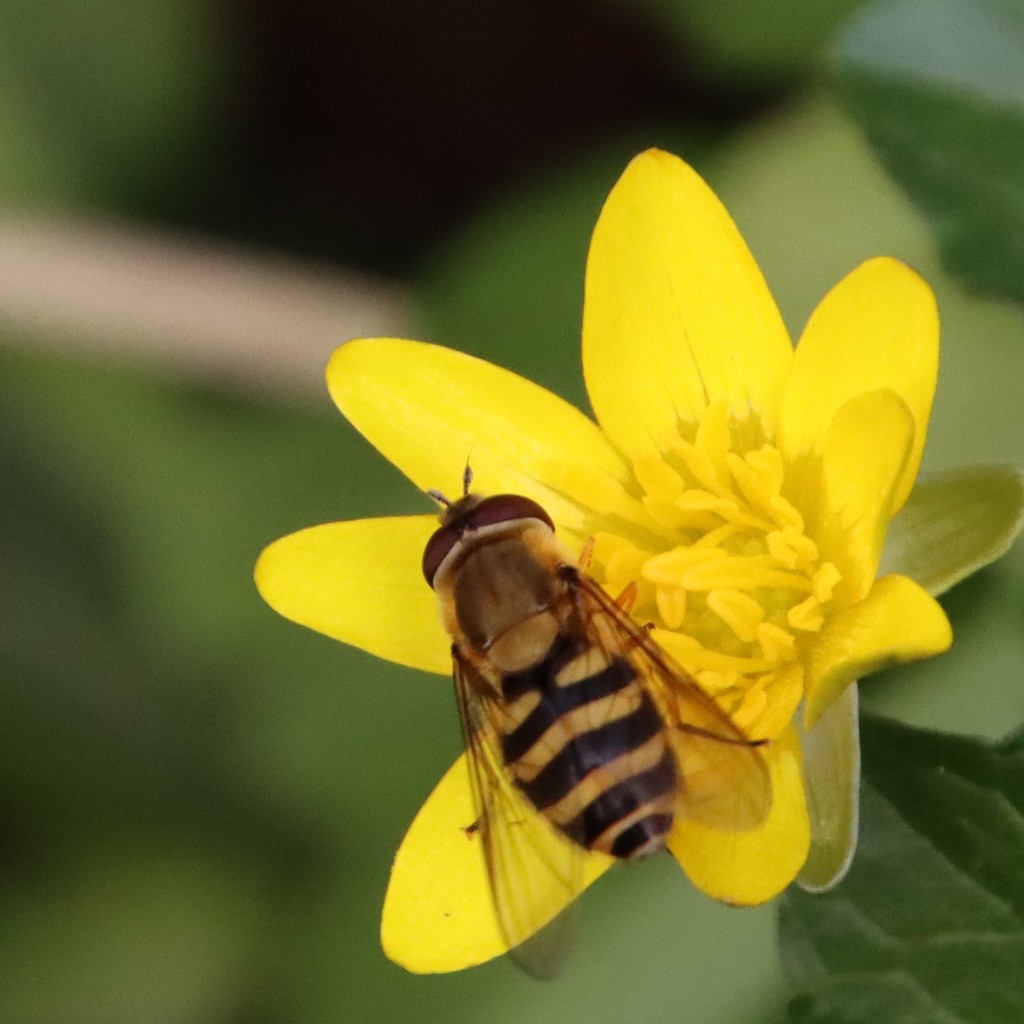 Common Flower Flies from 76450 Paluel, France on April 03, 2022 at 02: ...