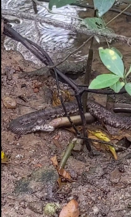Southeast Asian Bockadam from Singapore Island, SG on April 7, 2022 at ...
