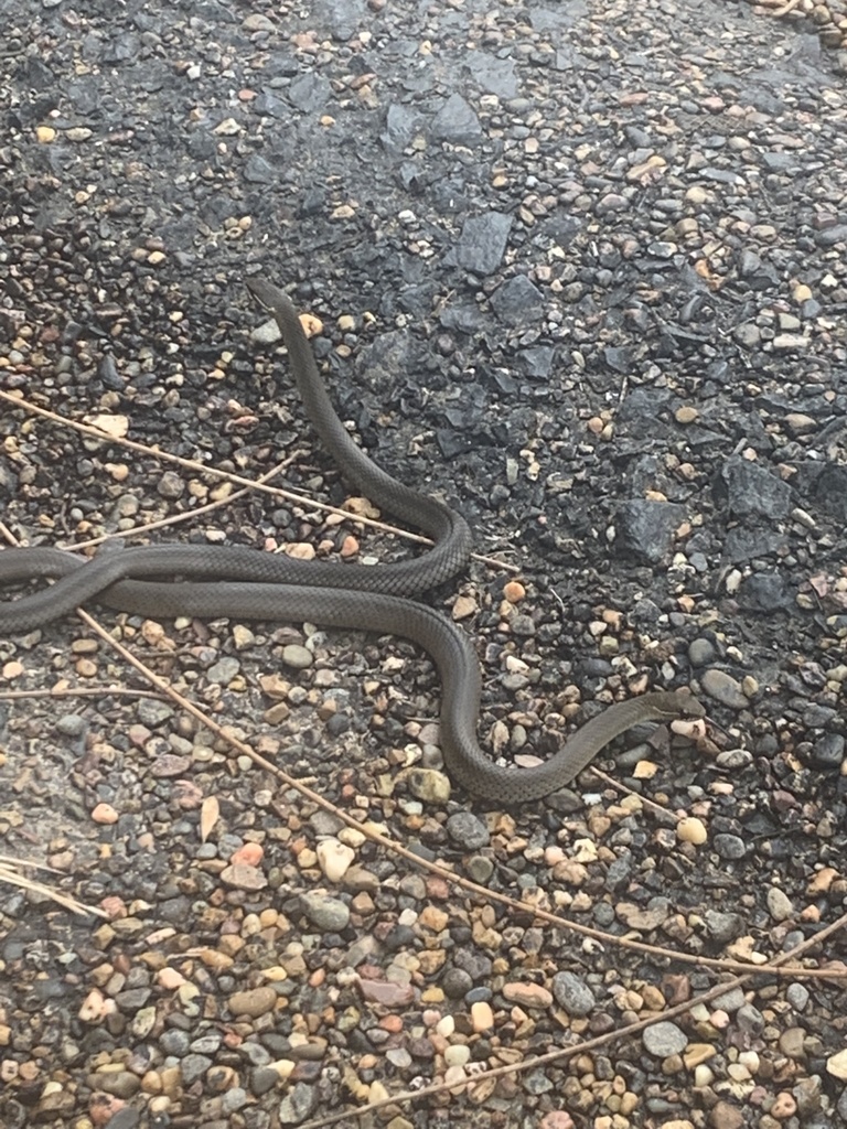 Black-bellied Swamp Snake from Bouddi National Park, Bouddi, NSW, AU on ...