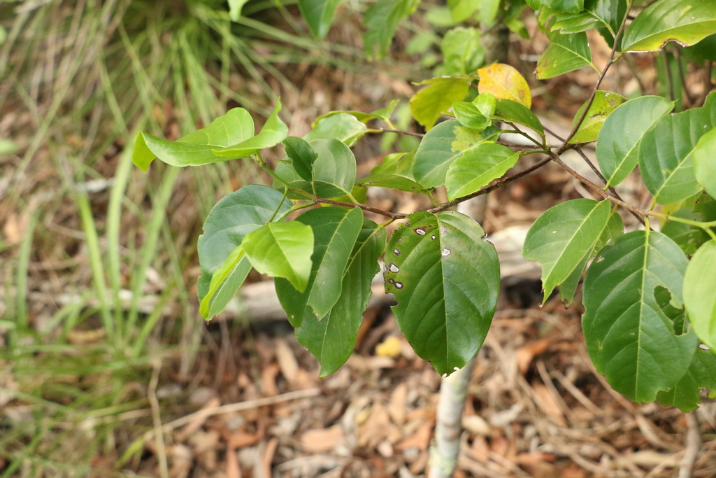 Turraea pubescens from Hervey Bay - Pt A, Queensland, Australia on ...