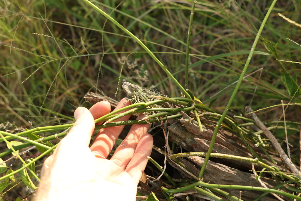 Caustic Vine from River Heads QLD 4655, Australia on April 06, 2022 at ...