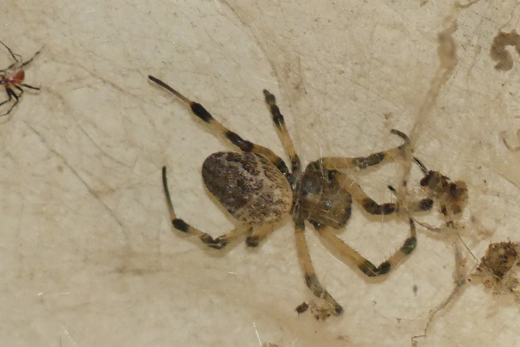 Asian Hermit Spider from RW8F+PJ9, Suthep, Mueang Chiang Mai District ...