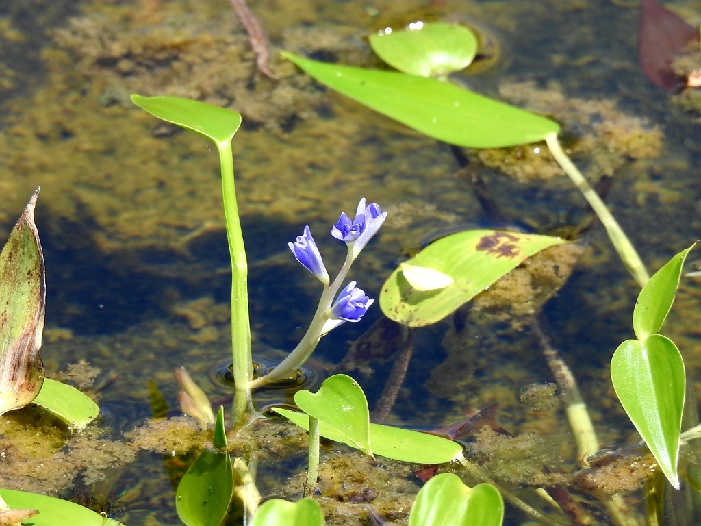 Heartleaf False Pickerelweed from Einasleigh QLD 4871, Australia on ...