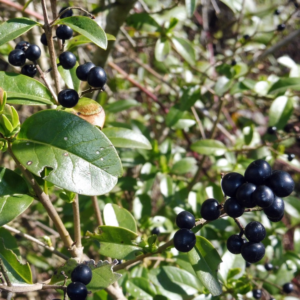 Common Privet from Blackhurst Lane Footbridge, Tunbridge Wells on April ...