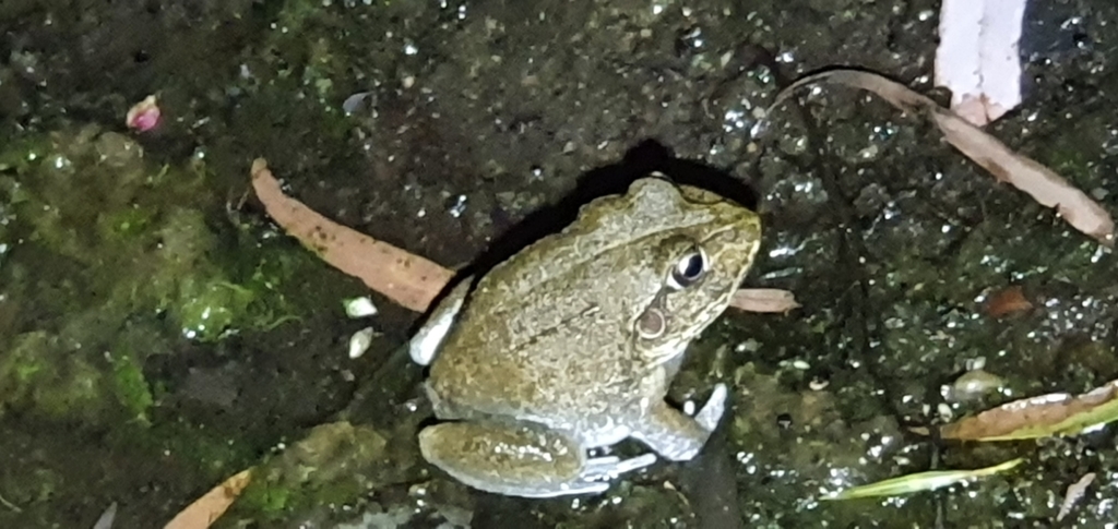 New Holland Frog from Fitzroy - Pt B, AU-QL, AU on April 07, 2022 at 08 ...