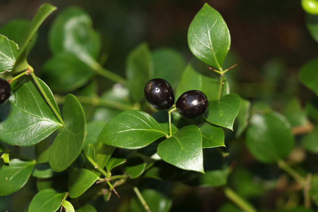 conkerberry (Plants of Central Queensland) · iNaturalist