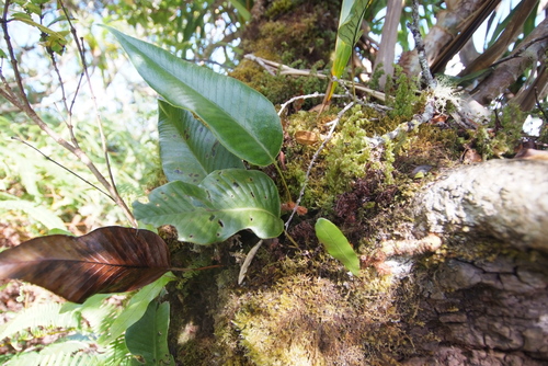 Selliguea plantaginea · iNaturalist