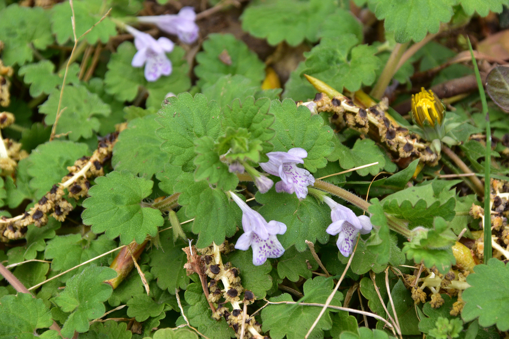 Glechoma grandis from 中国江苏省南京市玄武区 on March 18, 2022 at 01:01 PM by 龙栩川 ...