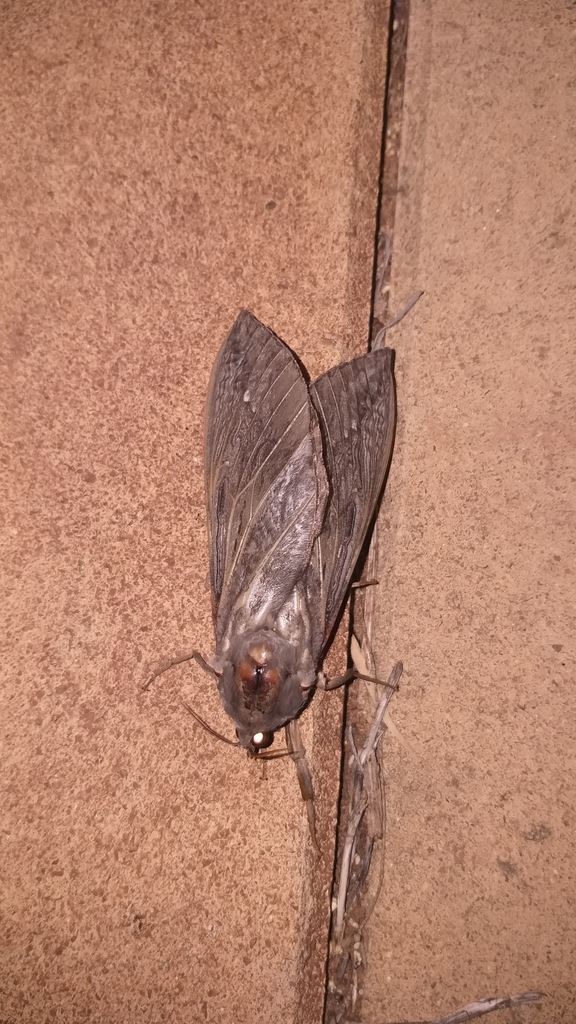 Bardi Moth from 4RQ787FW+2R Oolambeyan National Park, Carrathool NSW ...