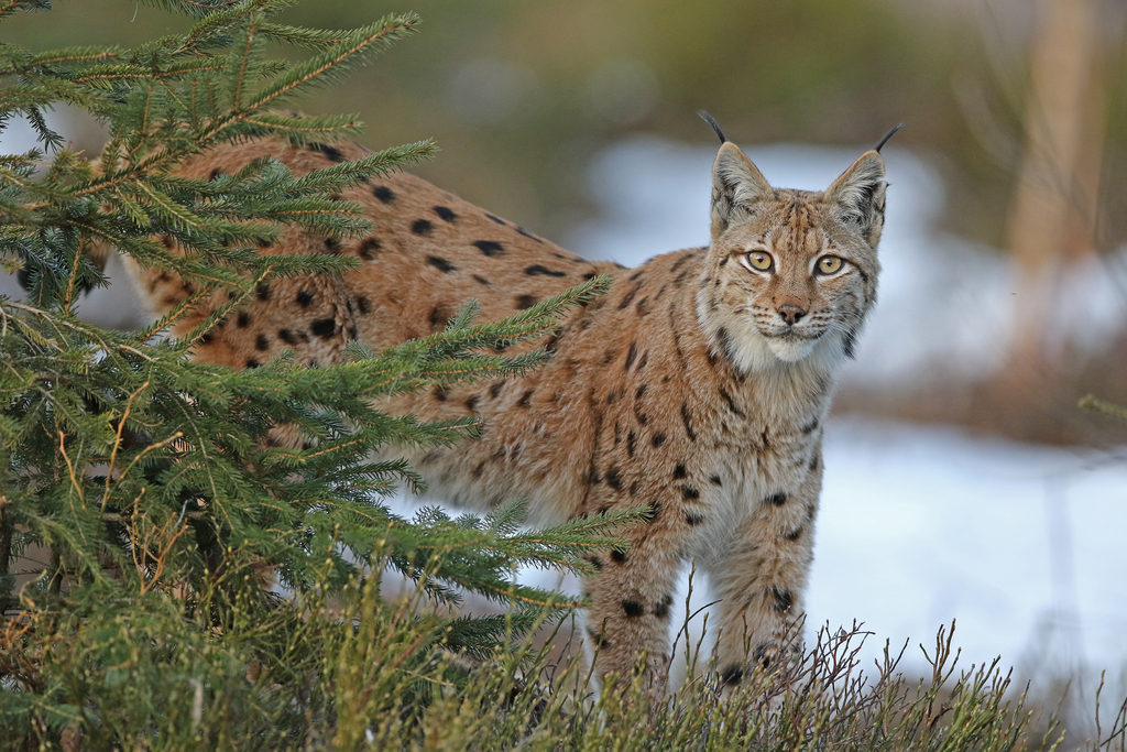 Eurasian Lynx in March 2022 by Christoph Moning. pictures taken from a ...