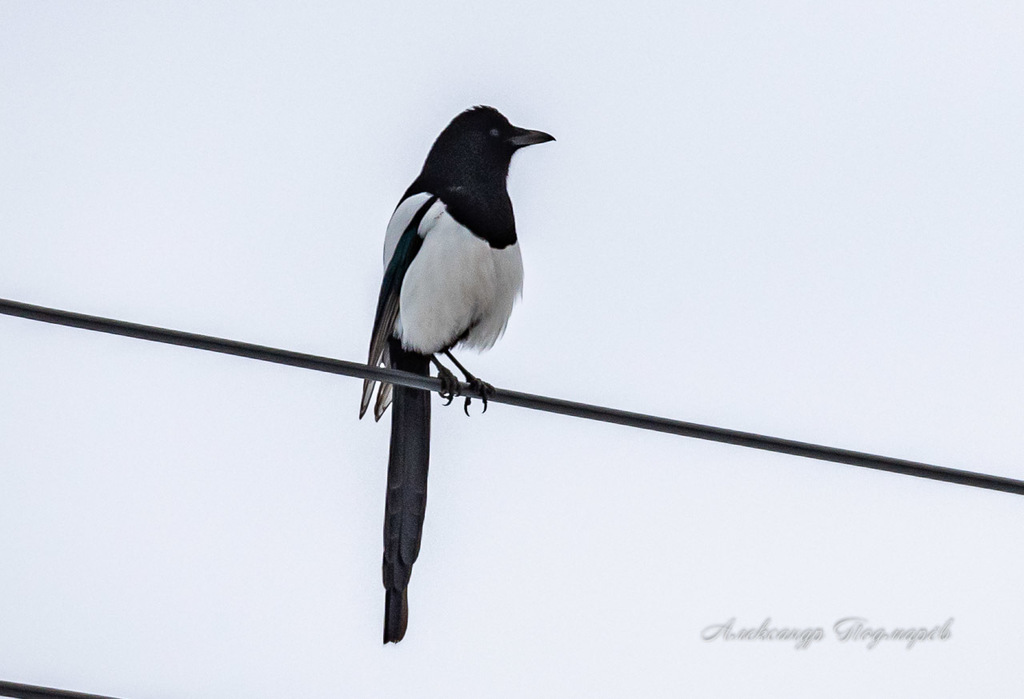 Eurasian Magpie from Краснокамский р-н, Респ. Башкортостан, Россия on ...