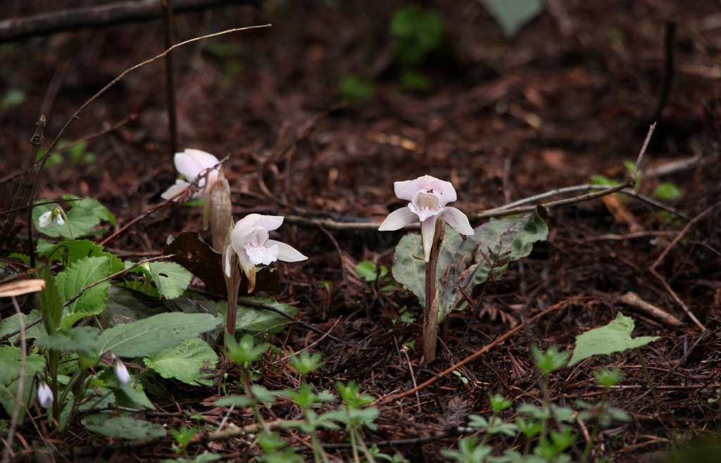 Changnienia amoena in April 2021 by 通通 · iNaturalist