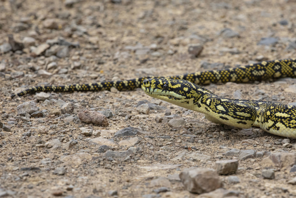 Diamond Python from Invergordon NSW 2422, Australia on January 21, 2022 ...