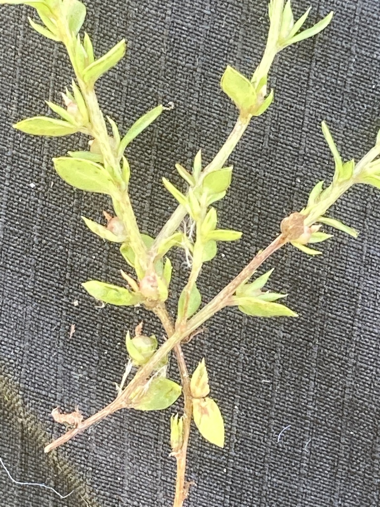 Chaffweed from Strijensas, Strijensas, Zuid-Holland, NL on September 05 ...