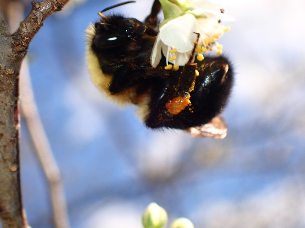 Two-spotted Bumble Bee from McDonald County, MO, USA (Mike's Creek ...