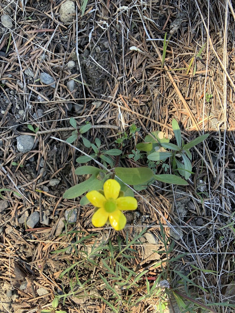 sagebrush buttercup from Bartley North, West Kelowna, BC, CA on April ...