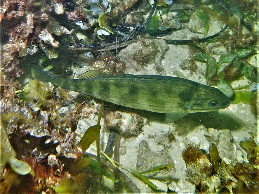 Sea Trumpeter from Boy-In-A-Boat Reef, Hillarys, Joondalup, WA ...