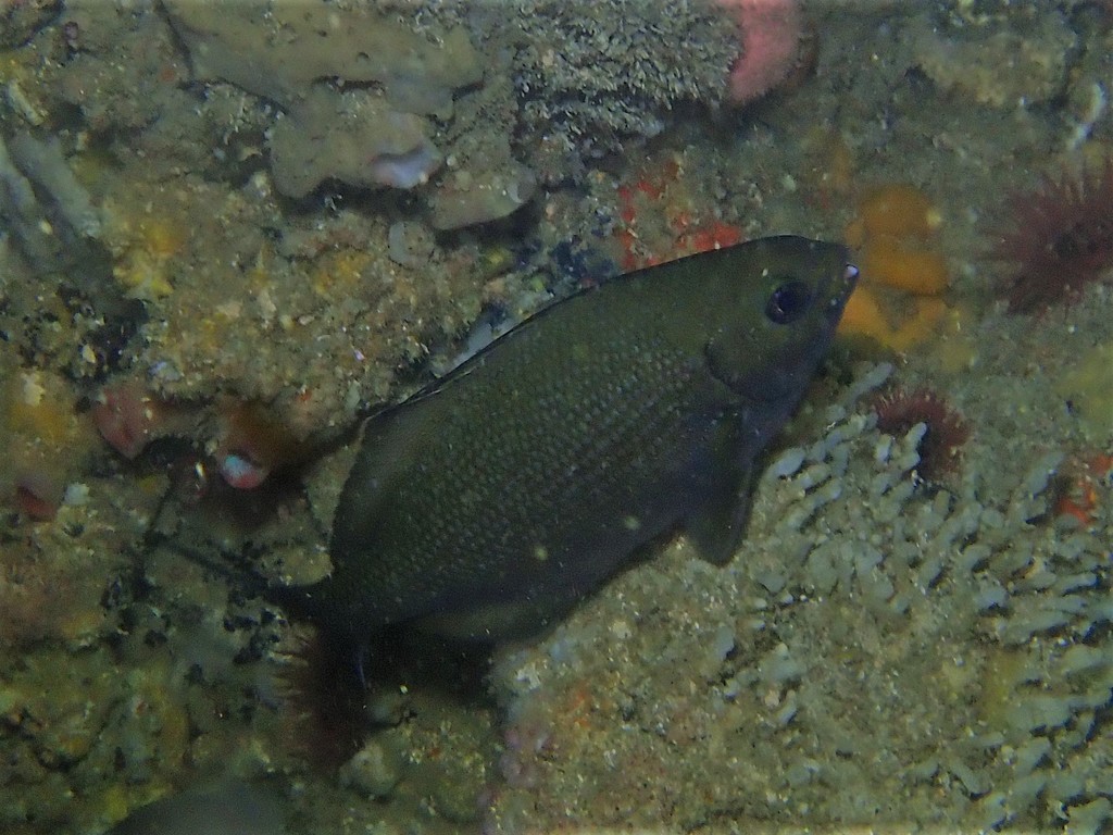 Western Buffalo Bream from Boy-In-A-Boat Reef, Hillarys, Joondalup, WA ...