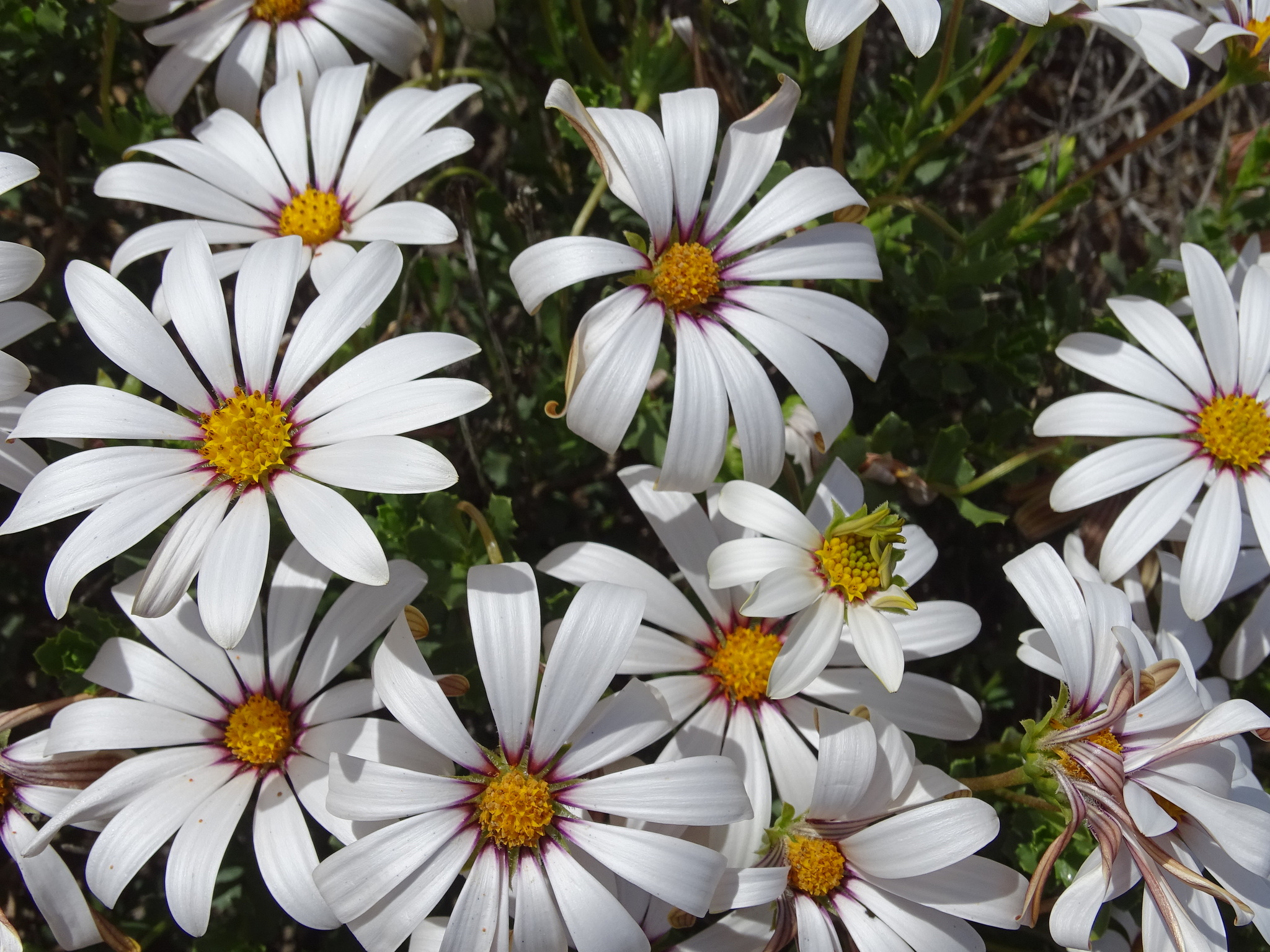 Dimorphotheca cuneata (Thunb.) DC.